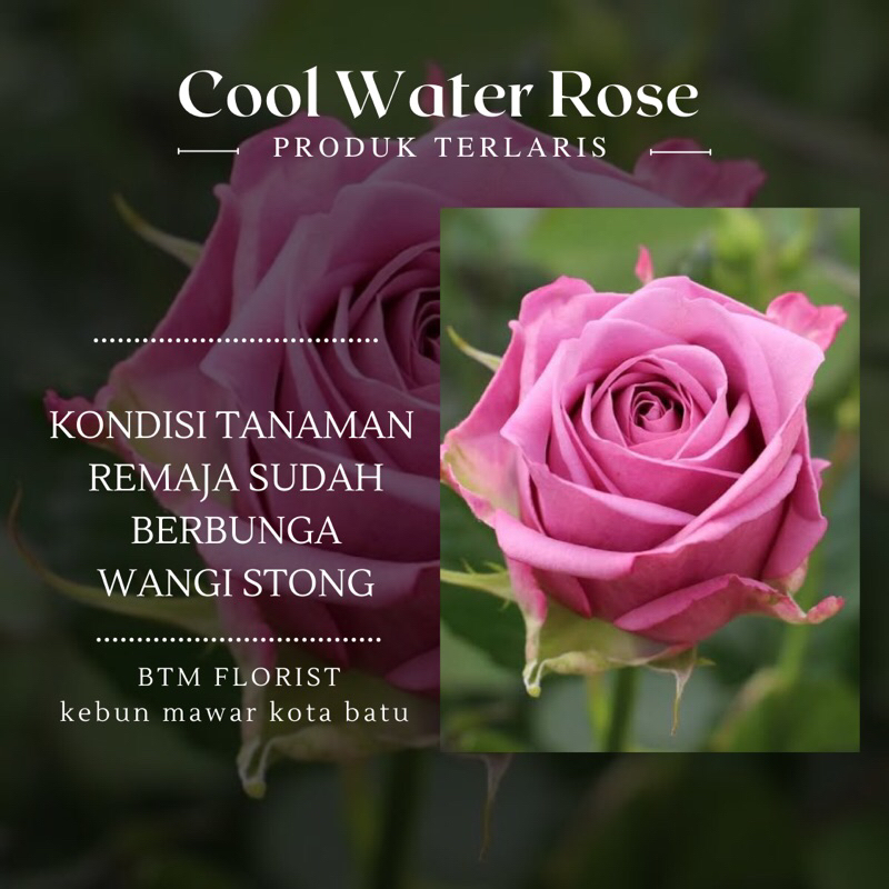 Jual Mawar Import Rose WATER COOL ROSE | Shopee Indonesia