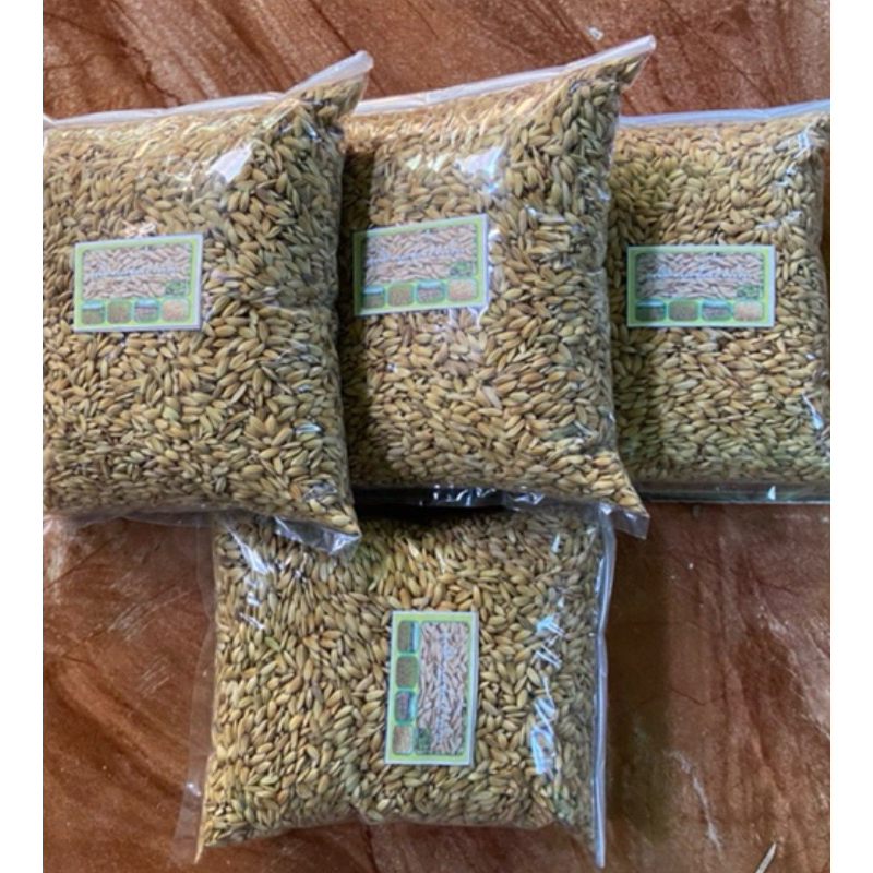 Jual Benih padi gogo huma padi darat 500 gram beras warna putih-az ...