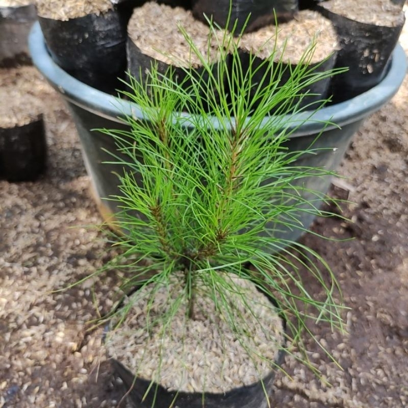 Jual Bibit pohon pinus merkusi cemara pinus | Shopee Indonesia