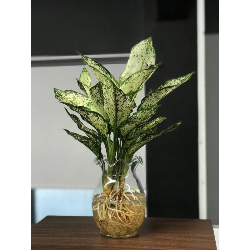 Jual PROMO!! Tanaman Hias Aglonema Siam Paragon - Tanaman Hidup-Bunga ...