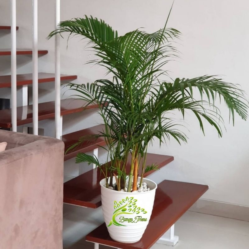 Jual PAKET KOMPLIT TANAMAN HIAS PALEM PALM KUNING TINGGI 1 METER + POT ...