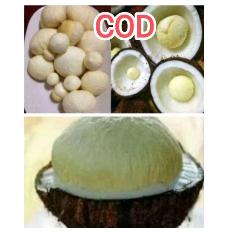 Jual kentos kelapa / kelapa kentos | Shopee Indonesia