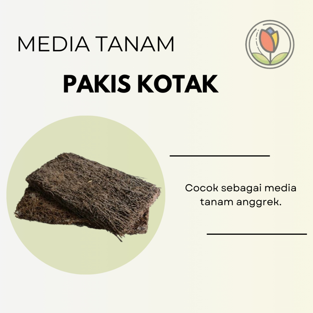 Jual Media Tanam | Pakis Kotak | Shopee Indonesia