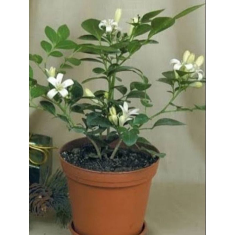 Jual BIBIT KEMUNING PUTIH HARUM DAN WANGI 3 Batang | Shopee Indonesia