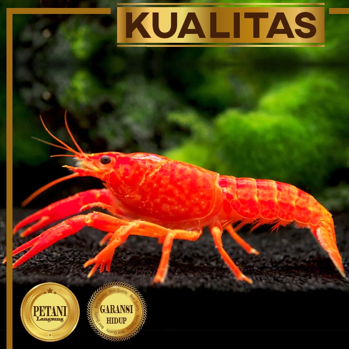 Jual Lobster Merah / Crayfish Hiasan Aquarium Tanaman Aquascape ...