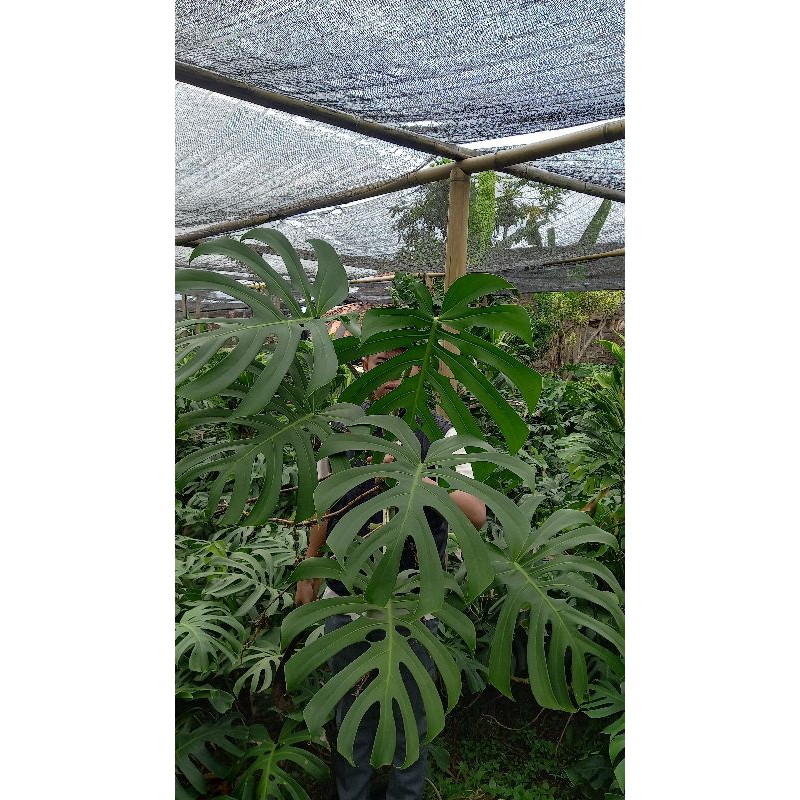 Jual Monstera Brazilian Form | Shopee Indonesia