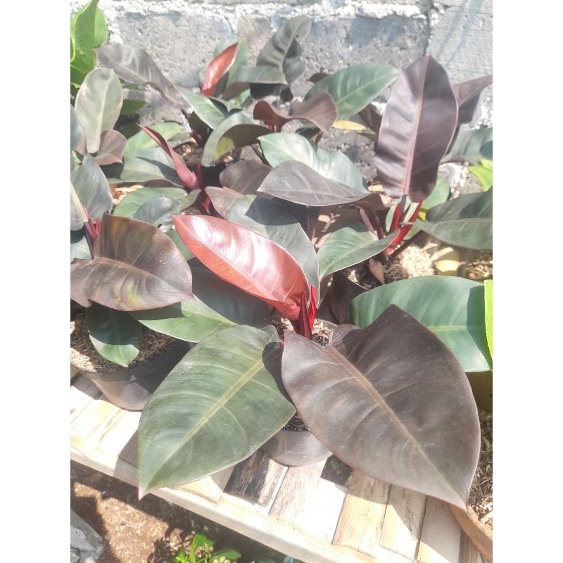 Jual Tanaman hias philodendron black cardinal - Black Cardinal | Shopee ...