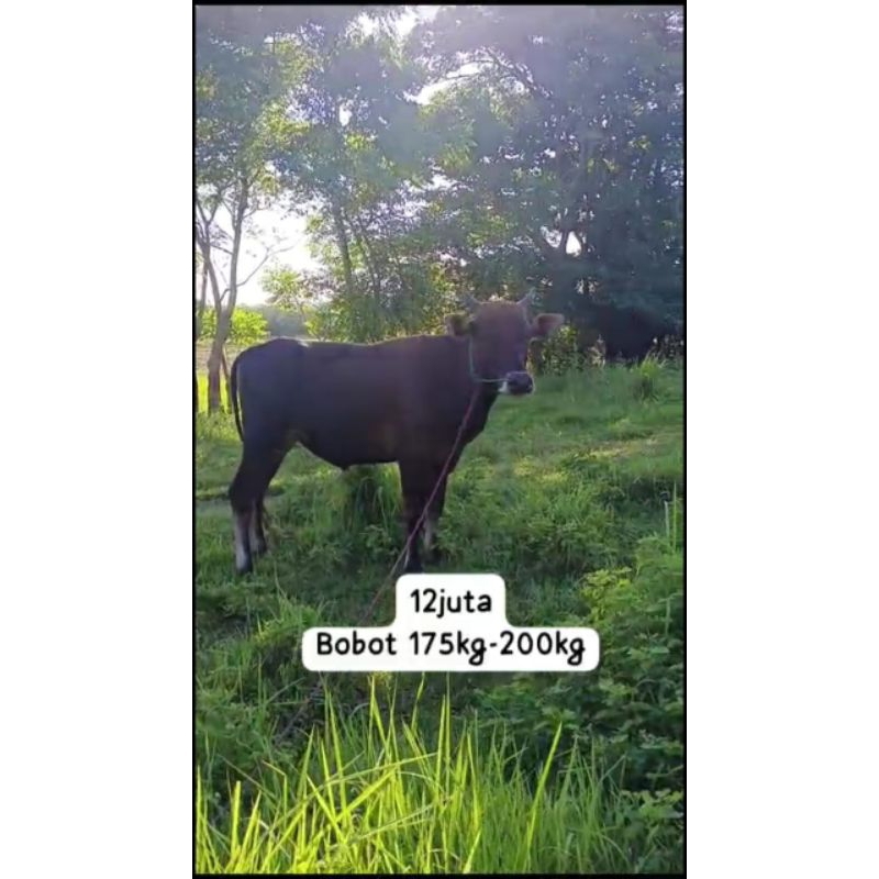 Jual sapi qurban sapi murah sapi madura sapi 12jt | Shopee Indonesia