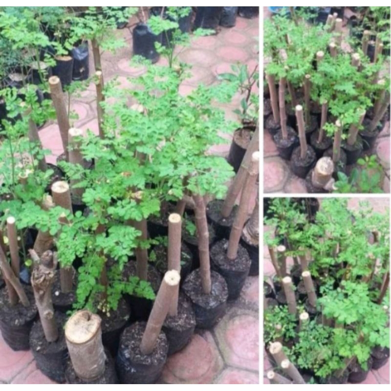 Jual Bibit Stek Pohon Kelor / Bibit Kelor | Shopee Indonesia