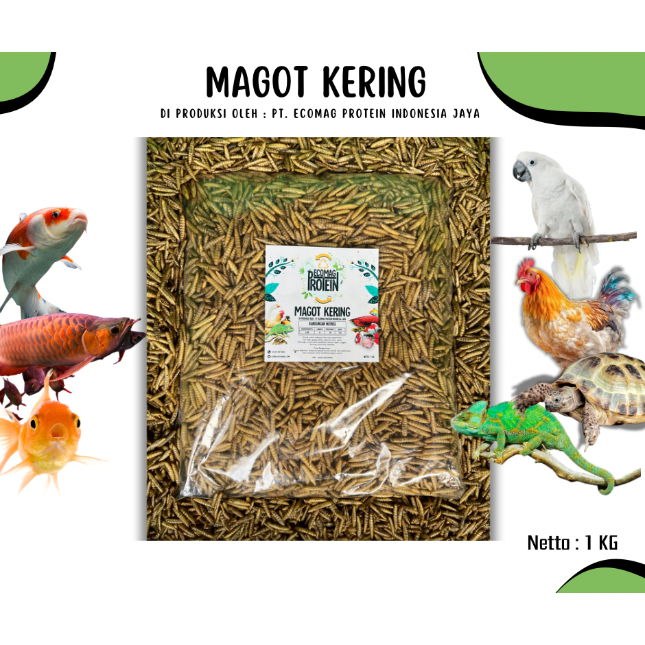 Jual Ecomag protein - MAGOT KERING - DRY MAGOT PAKAN AYAM IKAN BURUNG ...