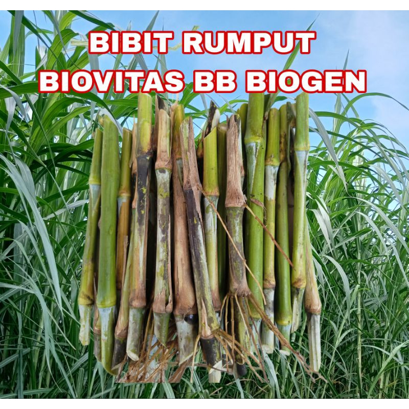Jual BIBIT RUMPUT BIOVITAS BB BIOGEN 1 KG PAKAN TERNAK | Shopee Indonesia