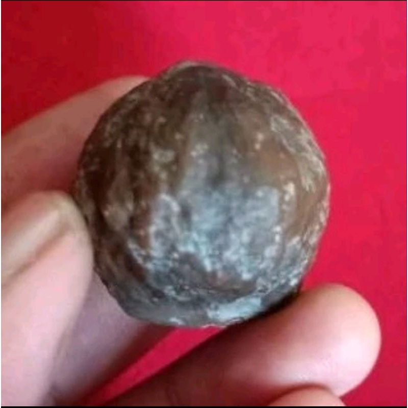 Jual muncang aDu Cariu Bulat Tebal | Shopee Indonesia