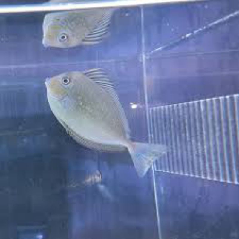 Jual Botana kera marine fish | Shopee Indonesia