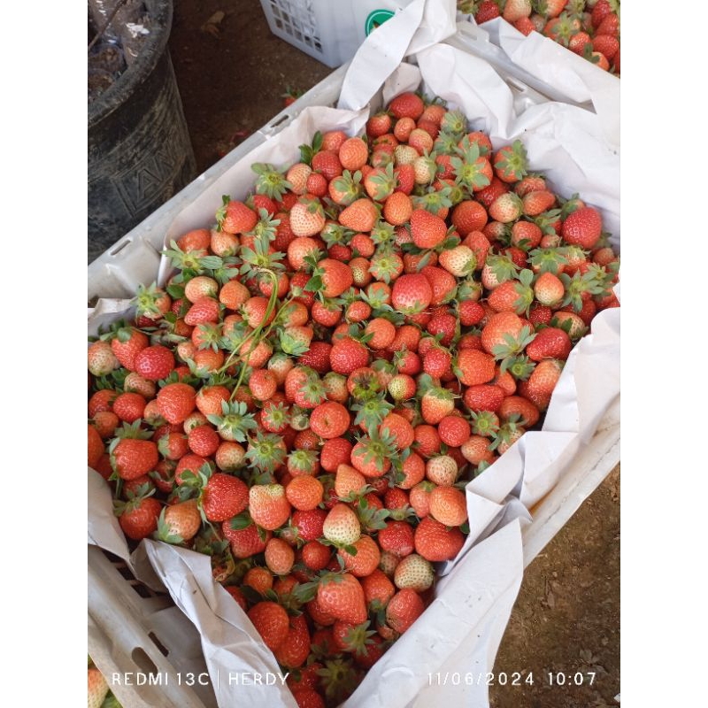 Jual STROBERRY FRESH 1KG | Shopee Indonesia