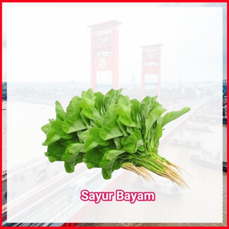Jual Sayur Bayam Per Ikat - Toko Sayuran Mayur Segar Palembang | Shopee ...