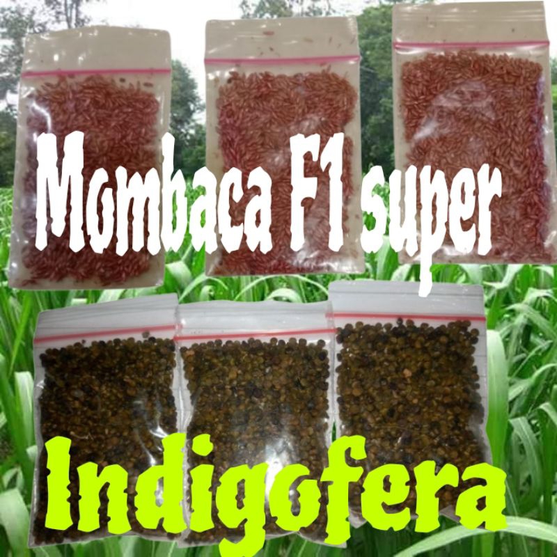 Jual Biji Benih SUPER MOMBACA F1 & INDIGOFERA Sangat Murah | Shopee ...