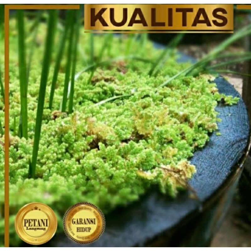 Jual Azolla / Azola Tanaman Air Apung Aquascape Serap Amoniak Dijual ...