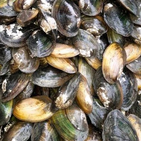 Jual Kijing, Kerang Air Tawar, 1KG, Kerang Hidup | Shopee Indonesia