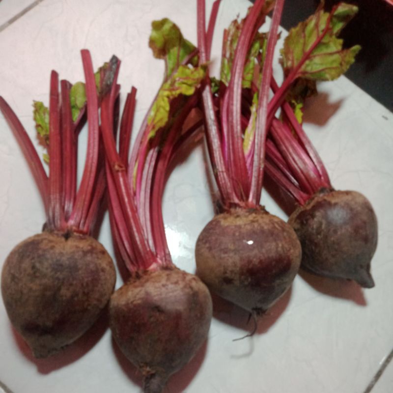 Jual buah bit segar | Shopee Indonesia