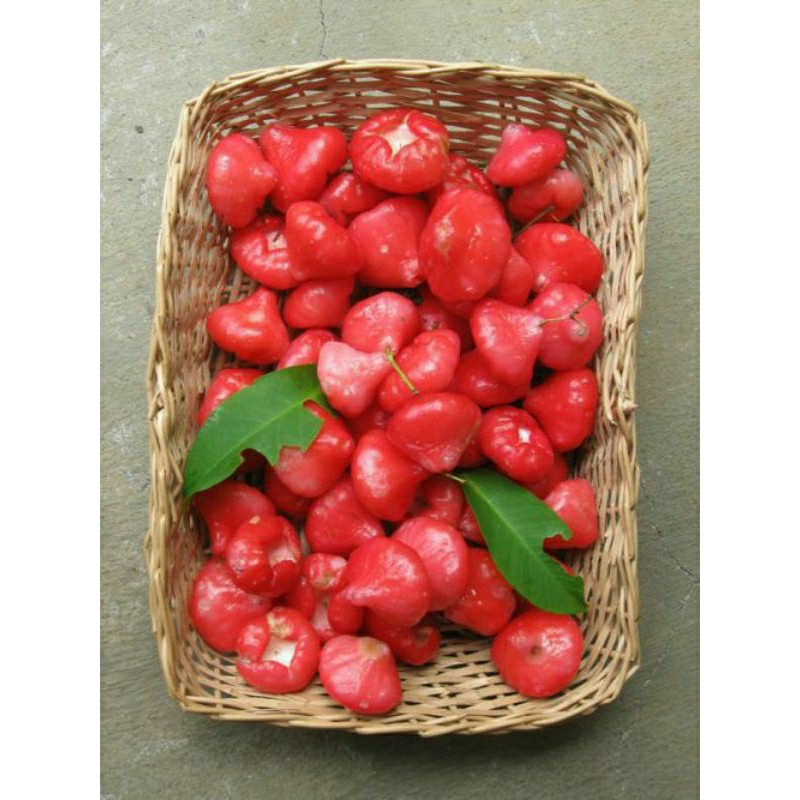 Jual JAMBU AIR COCOK UNTUK RUJAK RASA ASAM SEGAR 1000 GRAM | Shopee ...