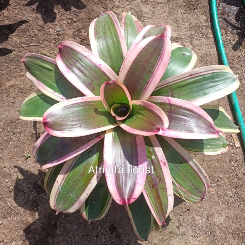 Jual Bromelia besar dorothy strip pink hijau putih - tanaman hias ...
