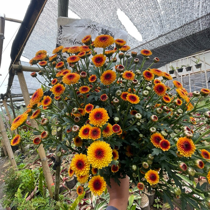 Jual bunga potong aster kuning gradasi isi 10 bahan bouquets dan ...