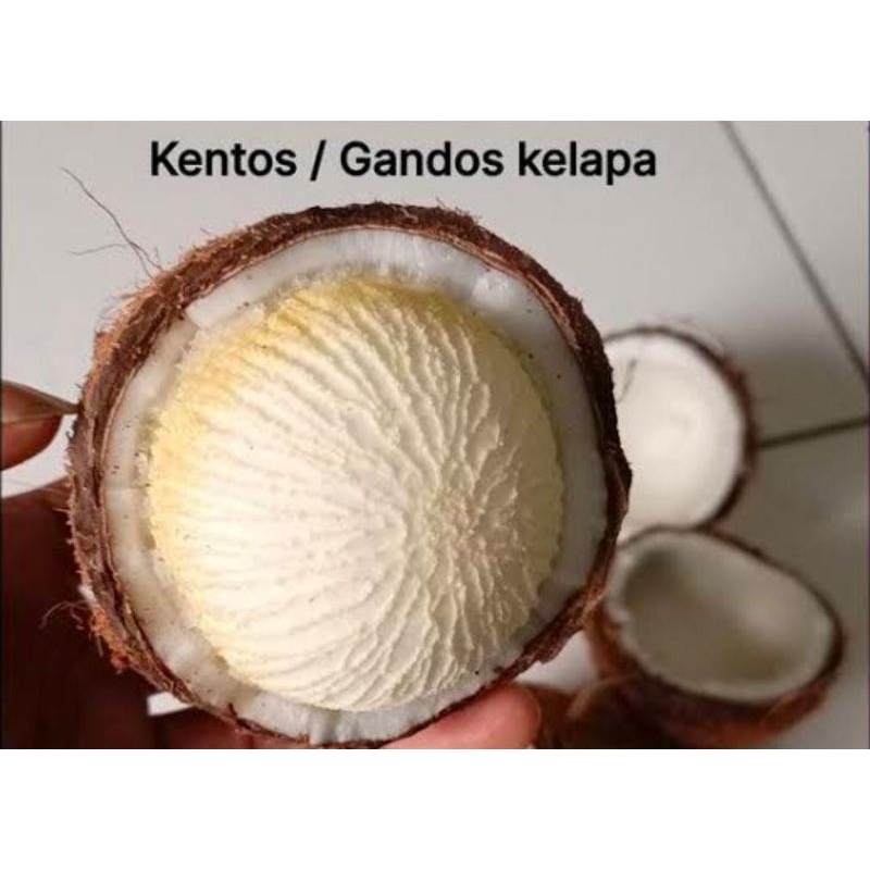 Jual Kentos Kelapa Premium Cangkang 1 Kelapa Tua Obat Herbal ...