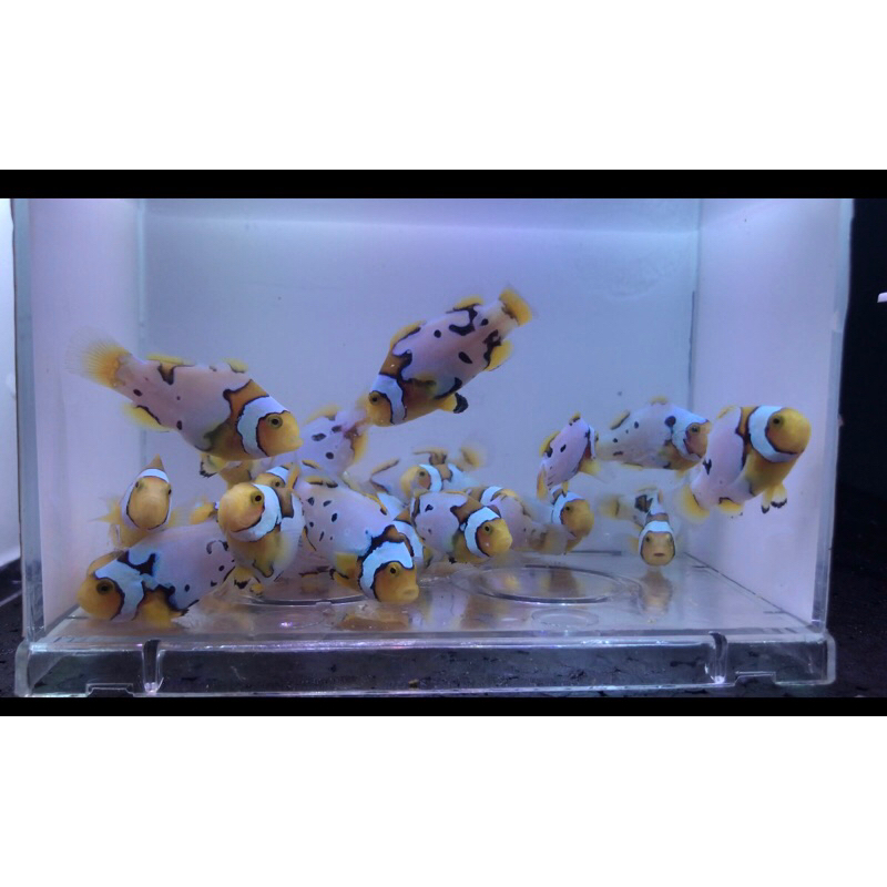 Jual Nemo Clownfish Snowflake | Shopee Indonesia