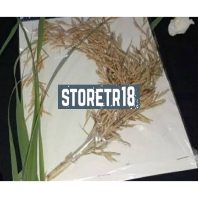 Jual Seikat Bunga Serai Mus Tika Bunga Serai Bunga Sereh Asli | Shopee ...