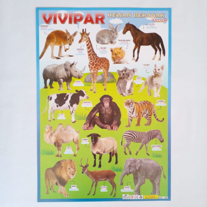 Jual Poster Anak Edukasi Hewan Vivipar | Shopee Indonesia