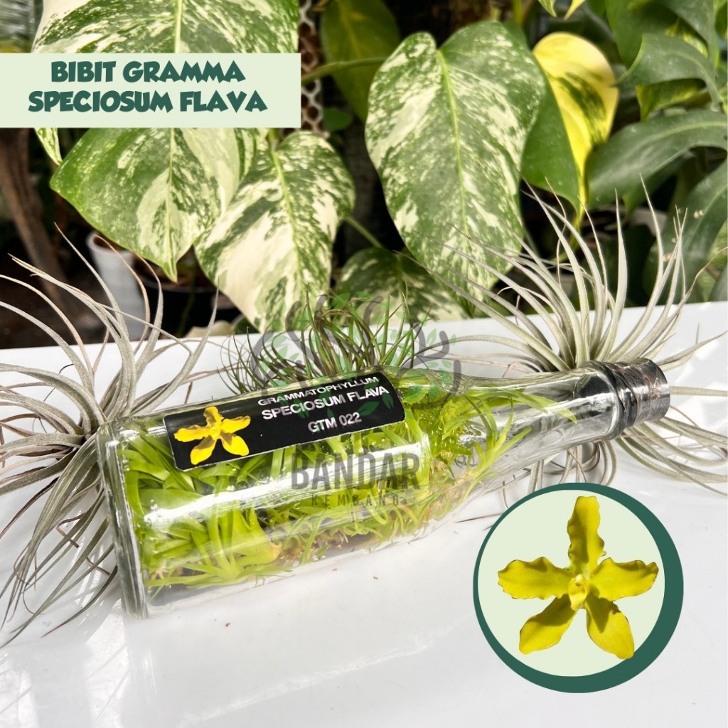 Jual Bibit Anggrek Botol Gramma SPECIOSUM FLAVA Warna Kuning Totol Rare ...