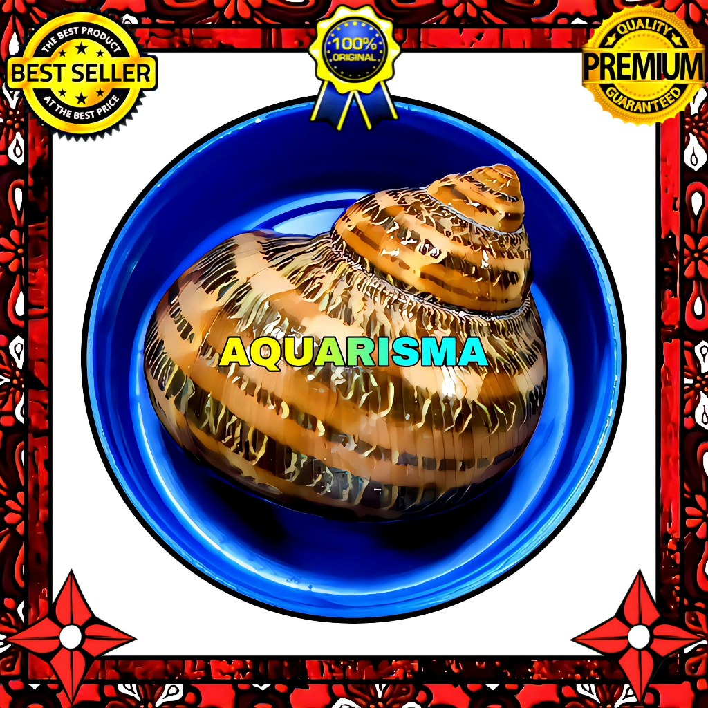 Jual HIASAN DAN KOLEKSI - CANGKANG KEONG BROWN TURBO PETHOLATUS POLISH ...