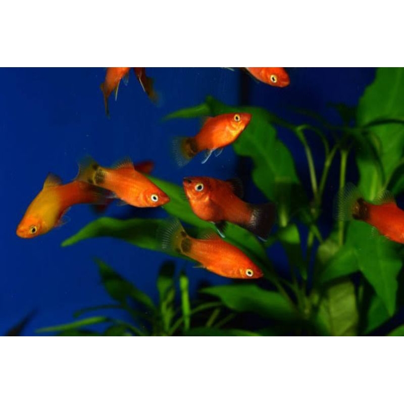 Jual Ikan Red Platty Molly Aquascape Aquatic Cantik | Shopee Indonesia