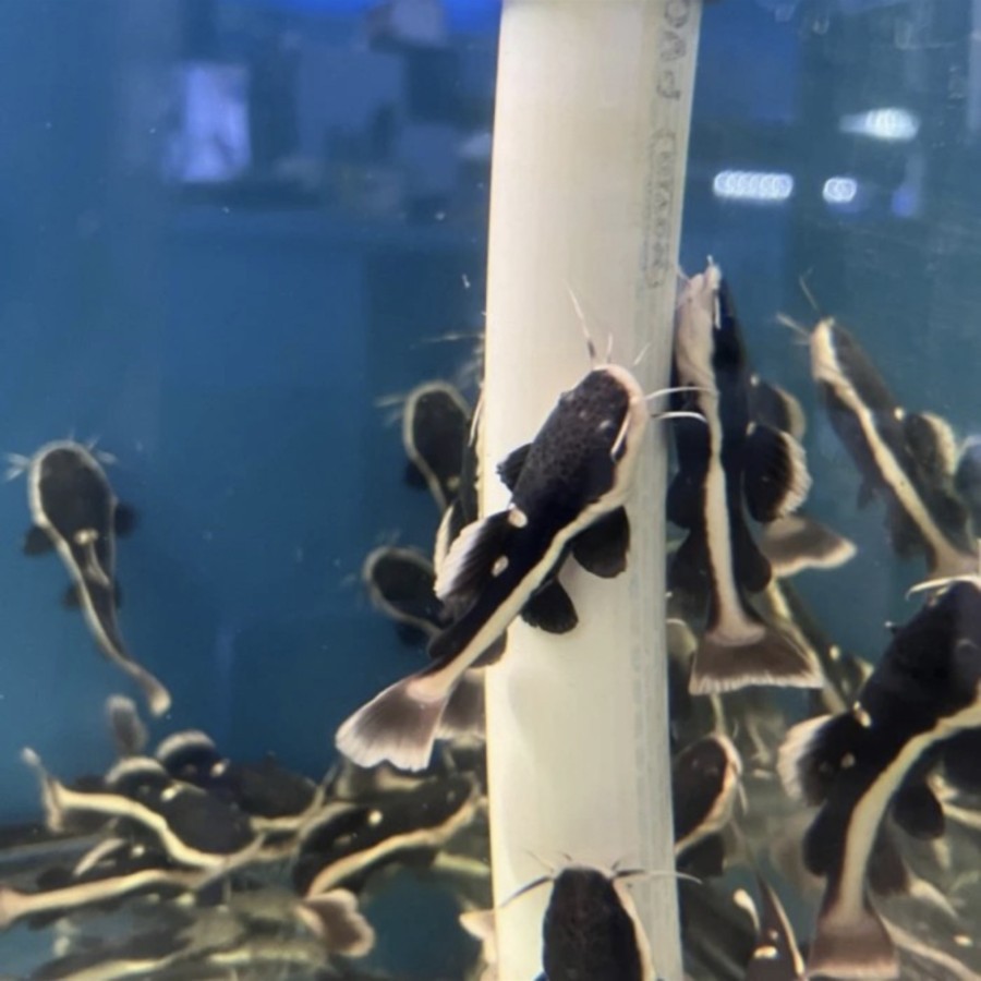Jual Red Tail Catfish - Ikan Hias Predator Aquarium Kolam KHUSUS GOJEK ...