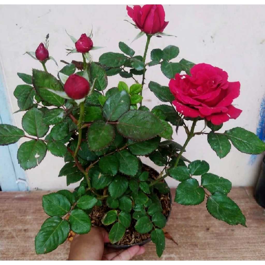 Jual TANAMAN HIDUP BUNGA MAWAR MERAH KUALITAS TERBAIK , TANAMAN HIAS ...
