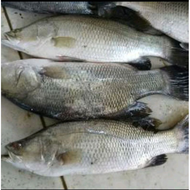 Jual Ikan kakap putih baramundi 1kg | Shopee Indonesia