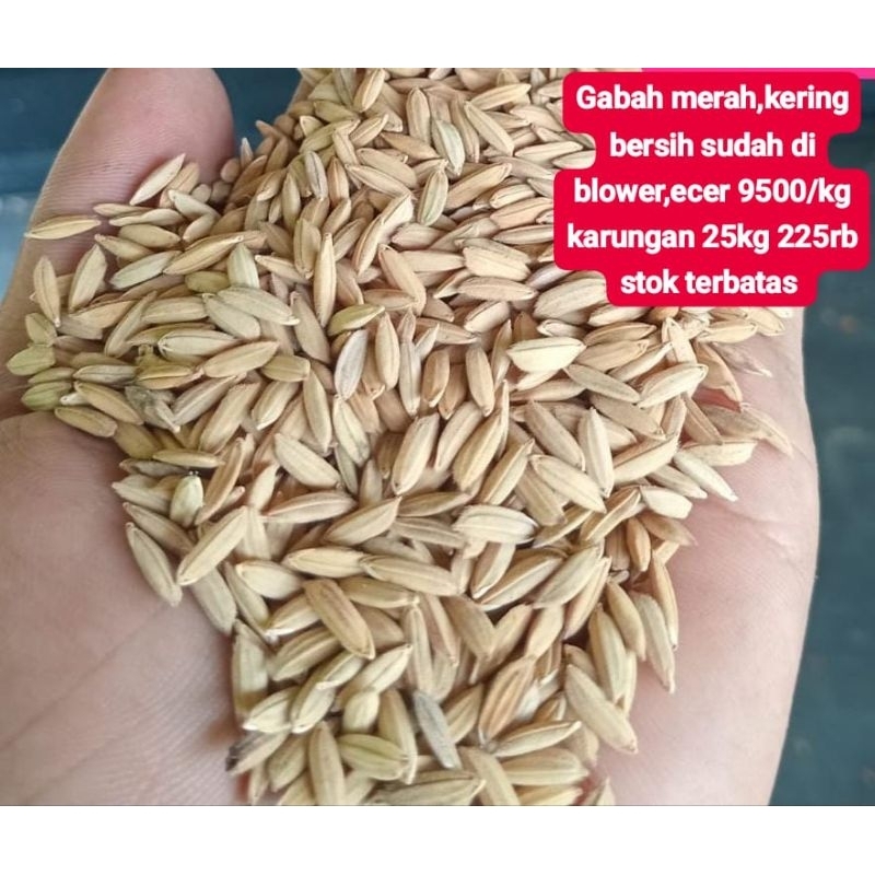 Jual gabah untuk Merpati pos paket 25 kg | Shopee Indonesia