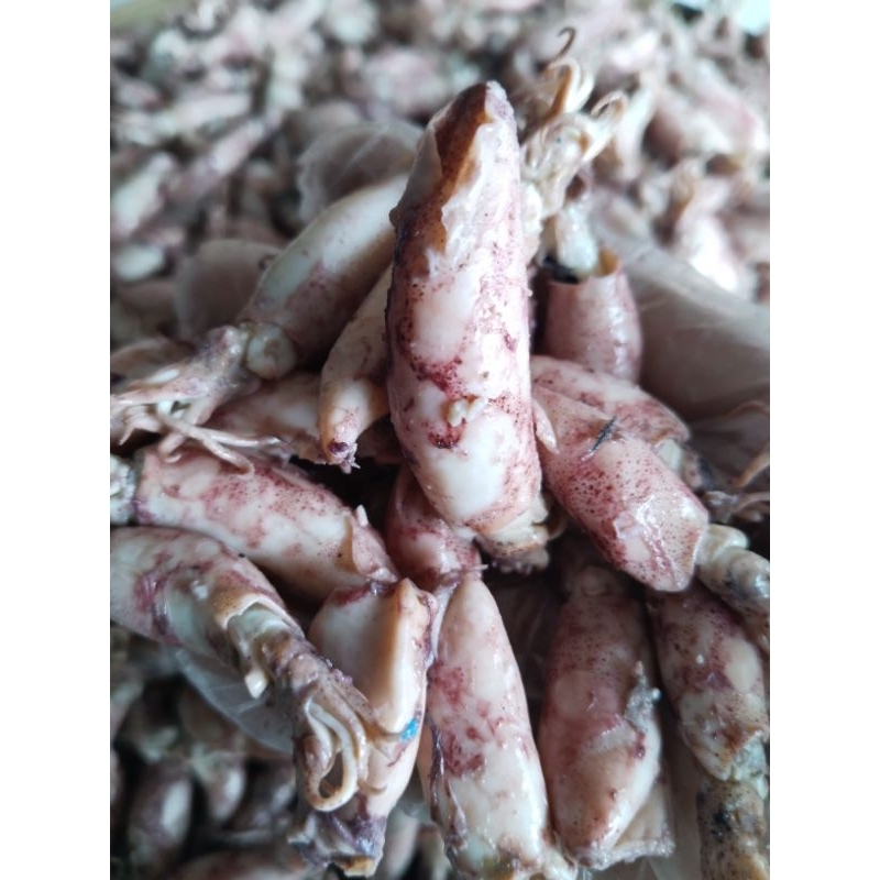Jual baby cumi asin rebus size 1-3cm | Shopee Indonesia