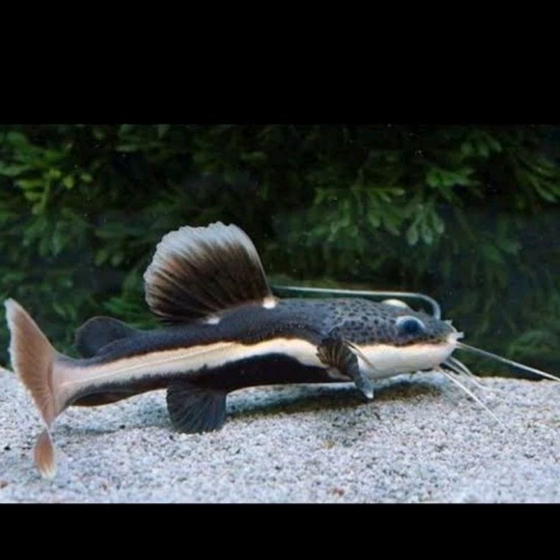 Jual ikan lele RTC size 20 cm up | Shopee Indonesia