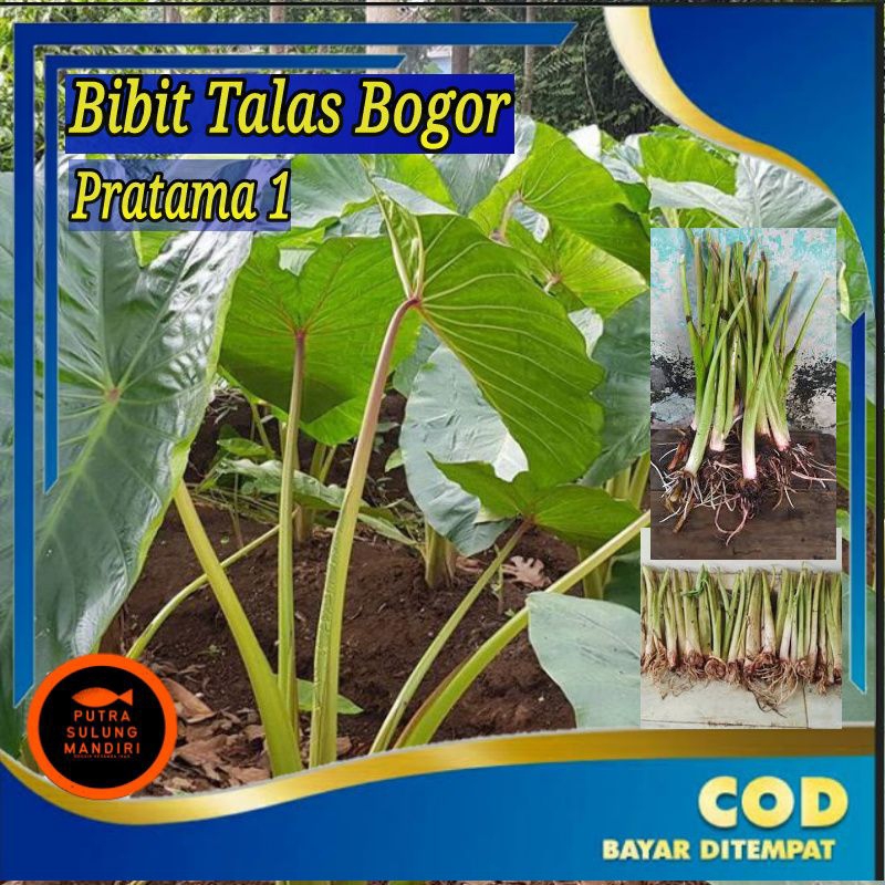Jual Bibit talas pratama jumbo asli bogor 100% tumbuh kualitas terbaik ...