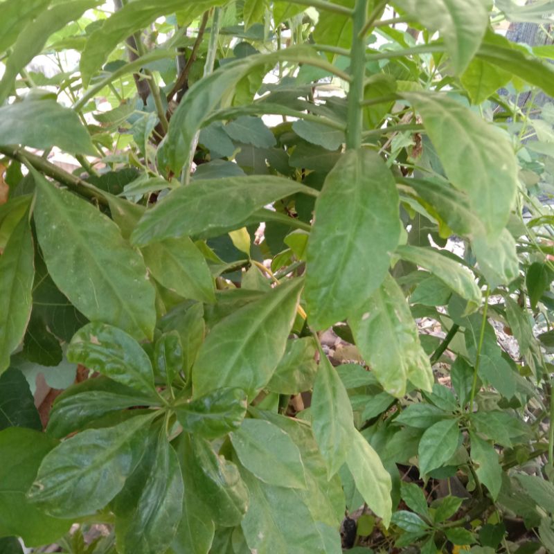 Jual Daun 7 duri bintang 40 lembar segar | Shopee Indonesia