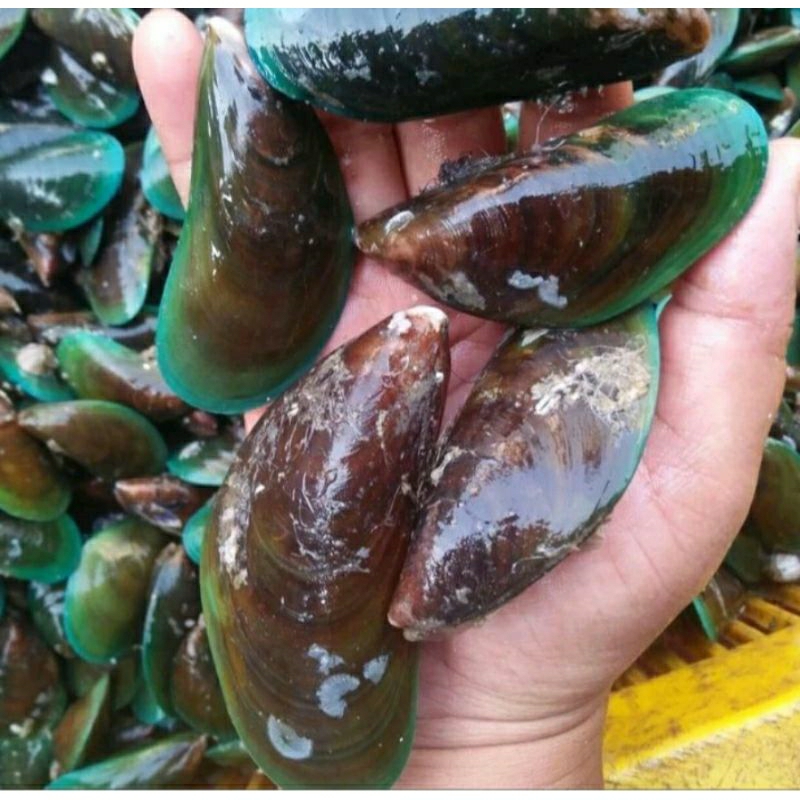 Jual Kerang ijo / kerang hijau fresh segar 1kg | Shopee Indonesia