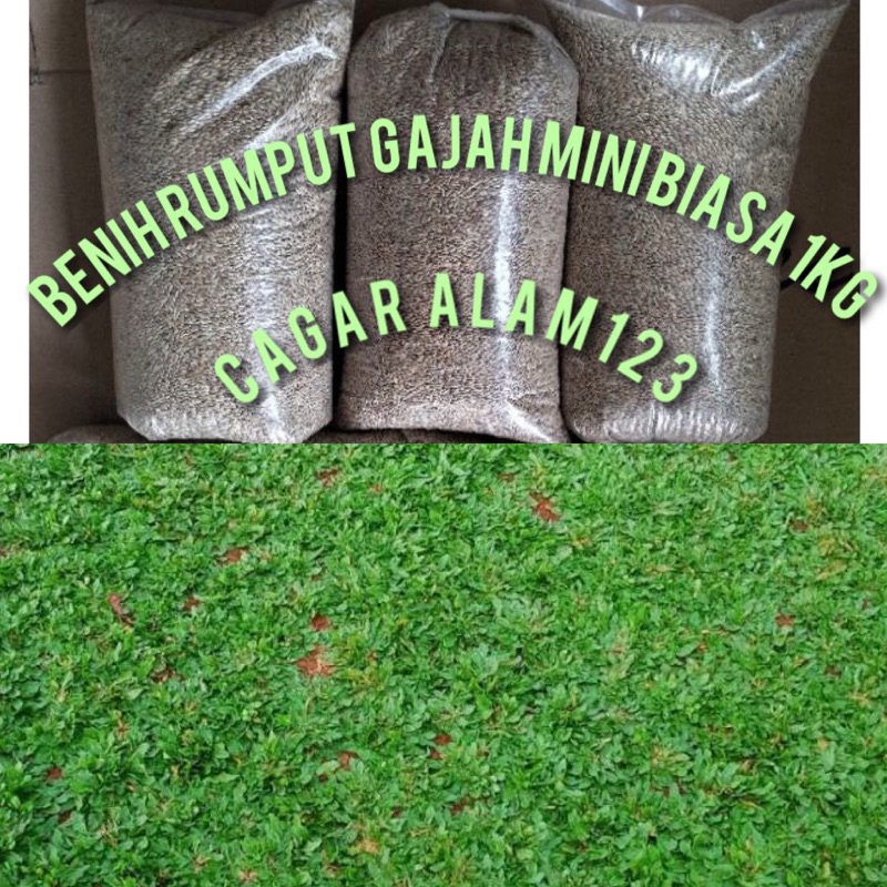 Jual Benih / Bibit Rumput Gajah mini - biji rumput gajah mini 500 gram ...