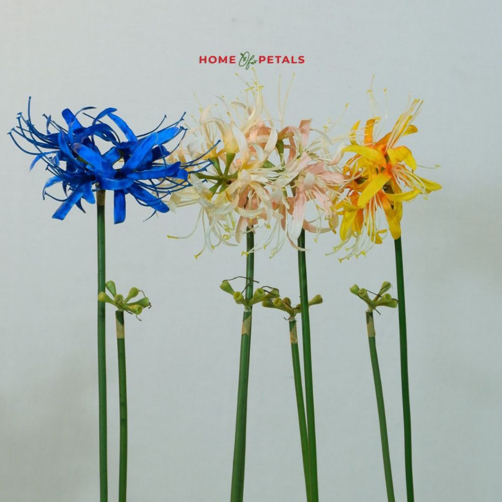 Jual Bunga spider magic lily corpse flower Lycoris Radiata Artificial ...