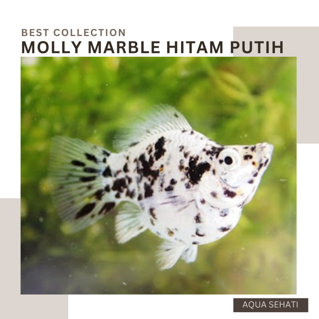 Jual ikan hias molly moli molli marble hitam putih balon - khusus ...