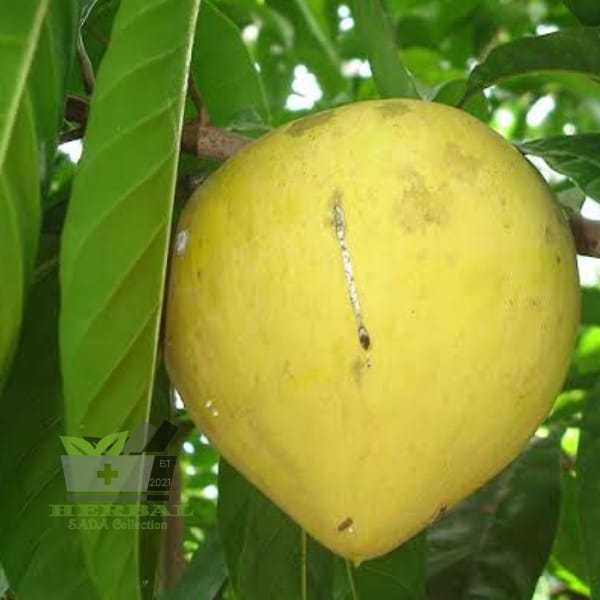 Jual Buah Alkesa Sawo Mentega Campolay Segar 500 gram | Shopee Indonesia