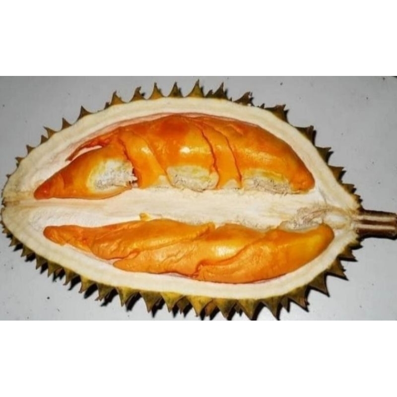 Jual bibit tanaman buah durina lay durian lai bunga warna merah ...