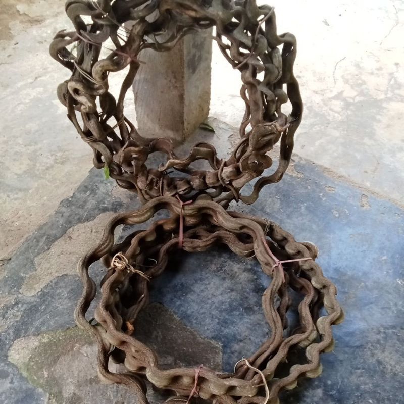 Jual Akar Trinil akar songgo langit ukuran jumbo panjang 6 meter ...
