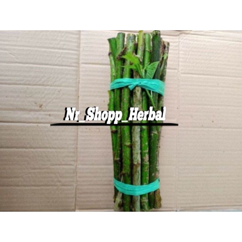 Jual BATANG POHON INSULIN PER ISI 20BATANG UNTUK DITANAM | Shopee Indonesia