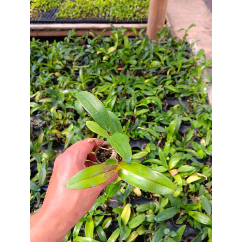 Jual Bibit Anggrek Dendrobium (Seedling) | Shopee Indonesia